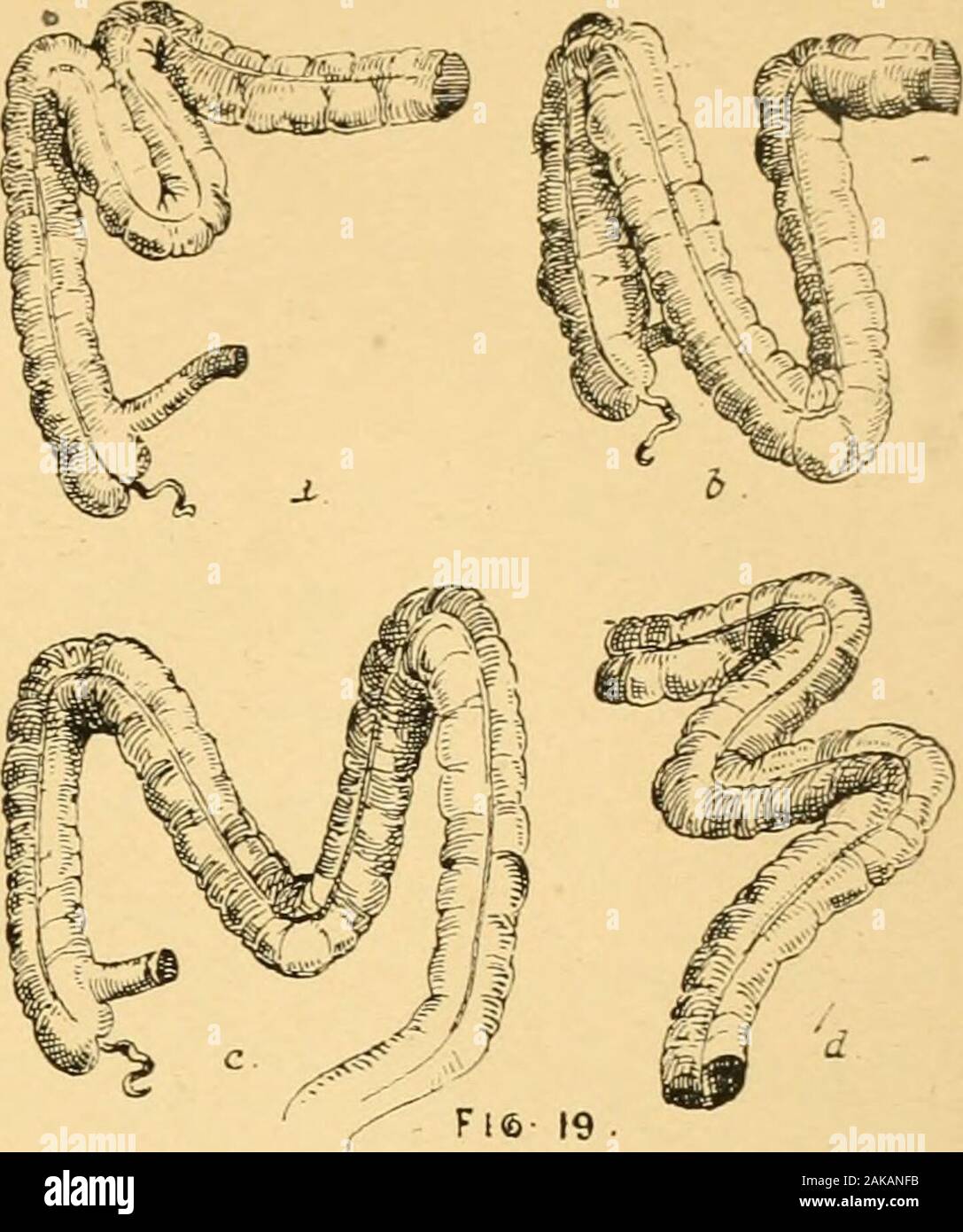The anatomy of the intestinal canal and peritoneum in man Stock Photo ...
