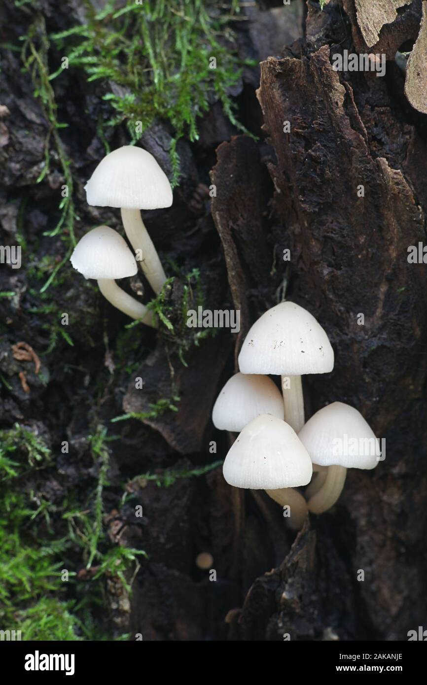 Lime cluster hi-res stock photography and images - Alamy