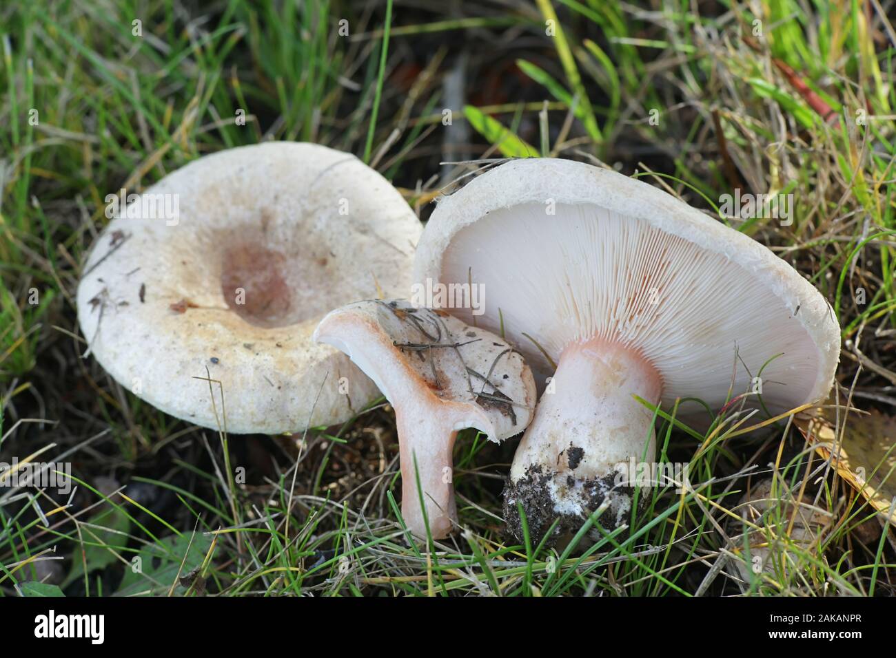 Bearded milk cap hi-res stock photography and images - Alamy