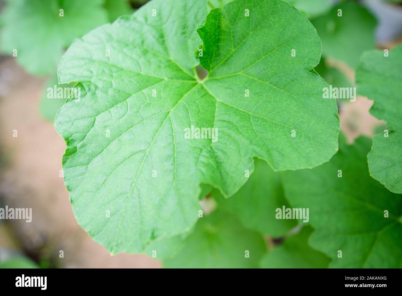 Cantaloupe melon tree hi-res stock photography and images - Alamy