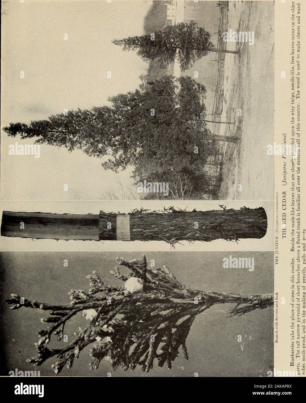 The tree book : A popular guide to a knowledge of the trees of North ...