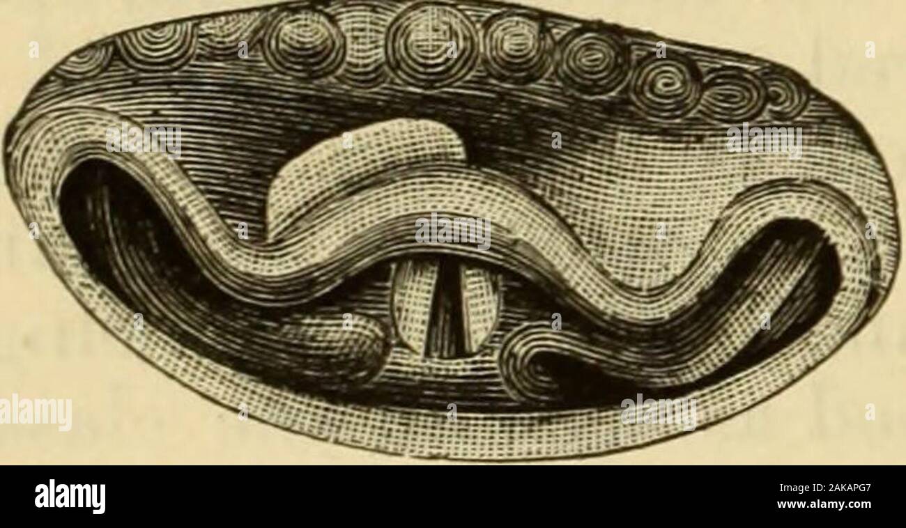 Trachea de hi-res stock photography and images - Alamy