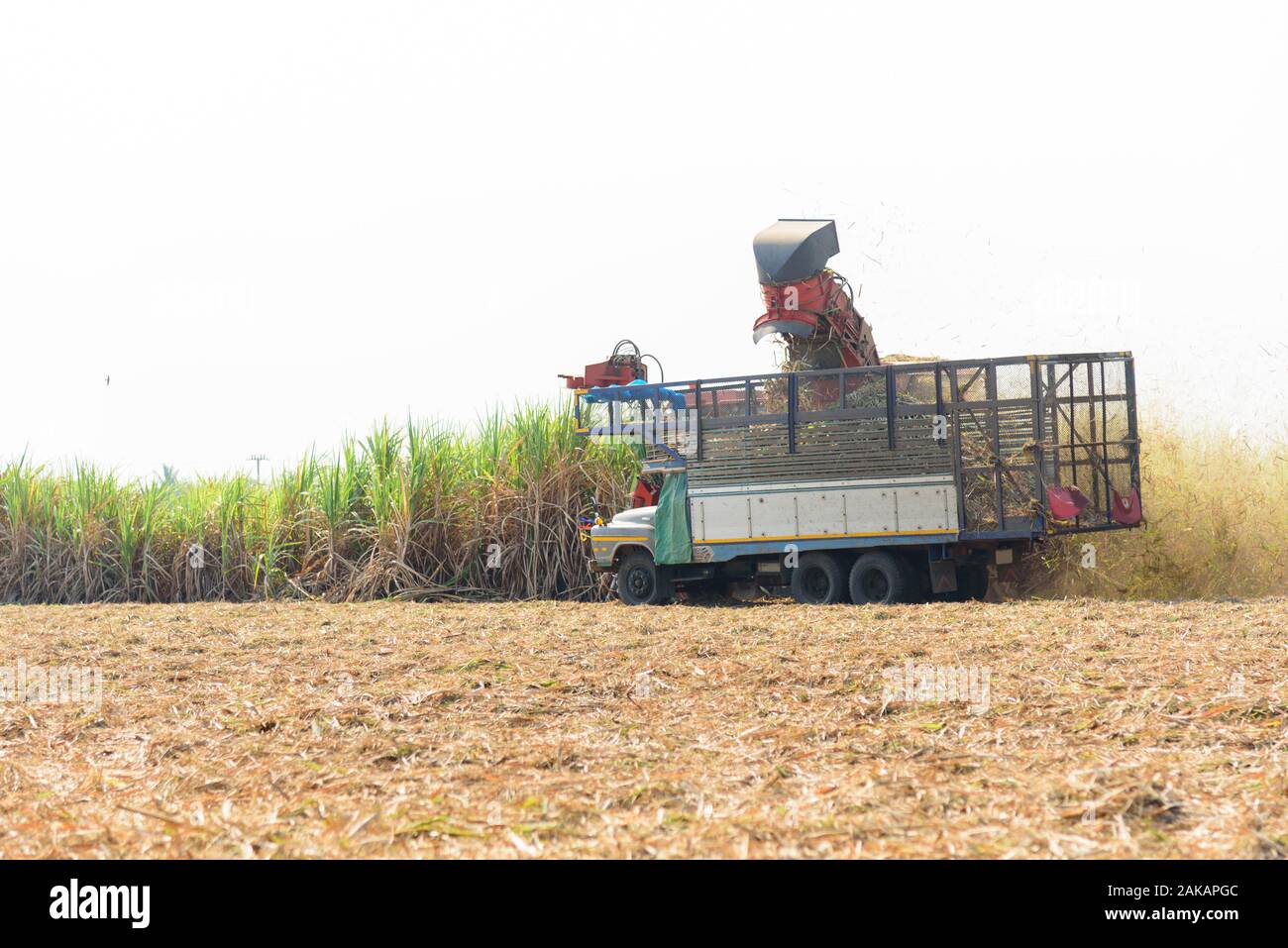 harvest the sugarcane by Sugarcane harvester Stock Photo - Alamy