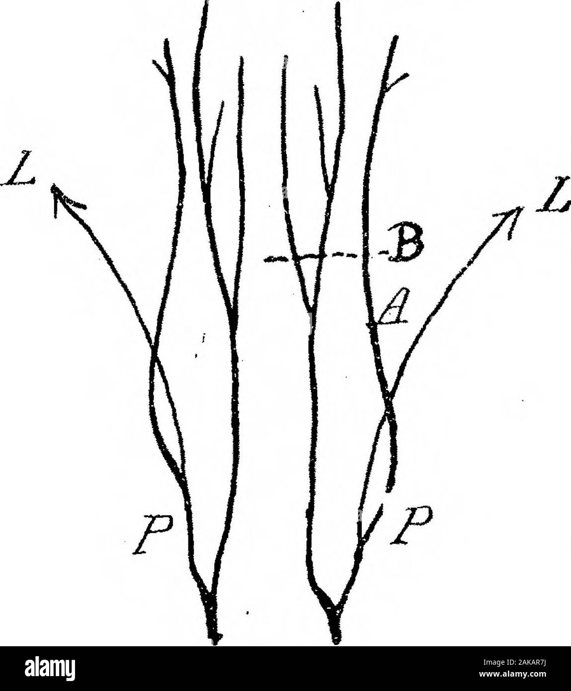 The Anatomy and Morphology of the Leaves and Inflorescences of ...