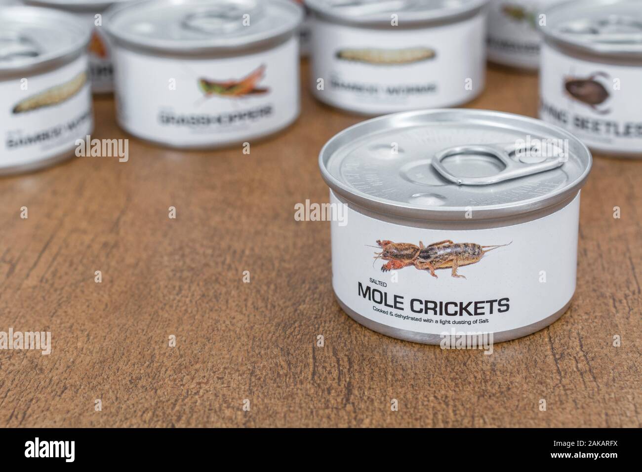 Tin of edible insects / novelty food: Mole Crickets / Gryllotalpa ...