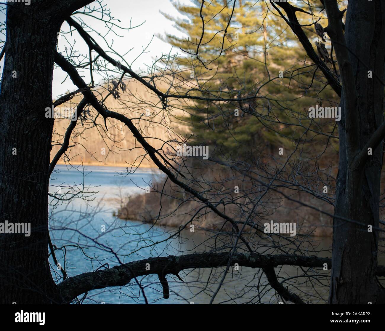 Lake lined with Pine Trees Stock Photo - Alamy