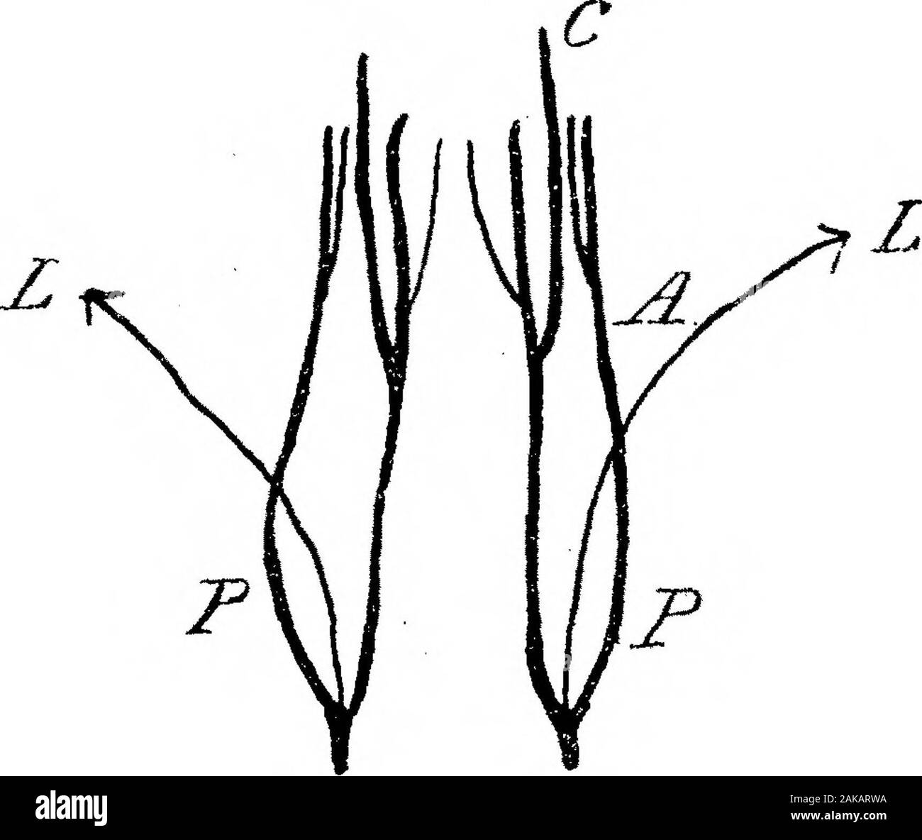 The Anatomy and Morphology of the Leaves and Inflorescences of ...