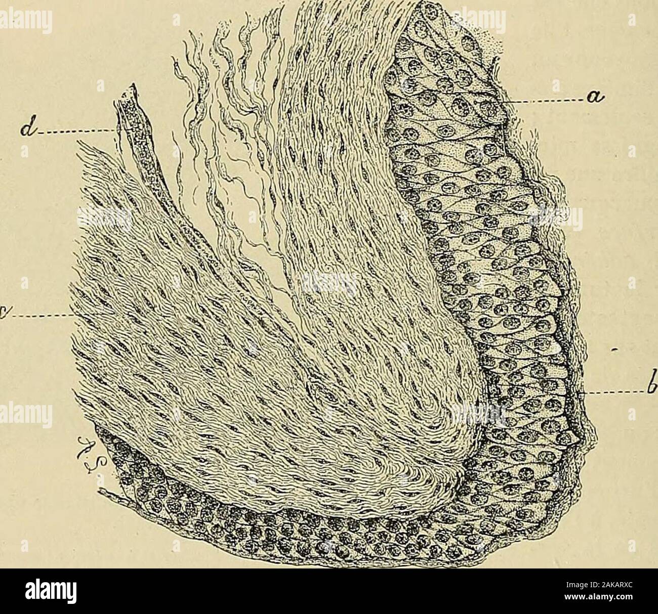 Traité d'anatomie humaine : anatomie descriptive, histologie ...