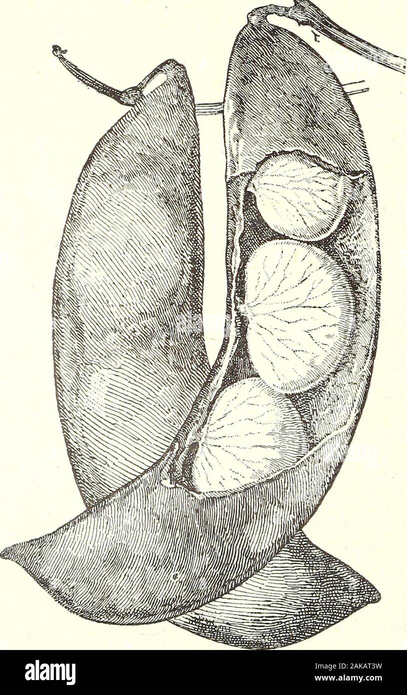 Plant with large kidney shaped leaves hi-res stock photography and ...