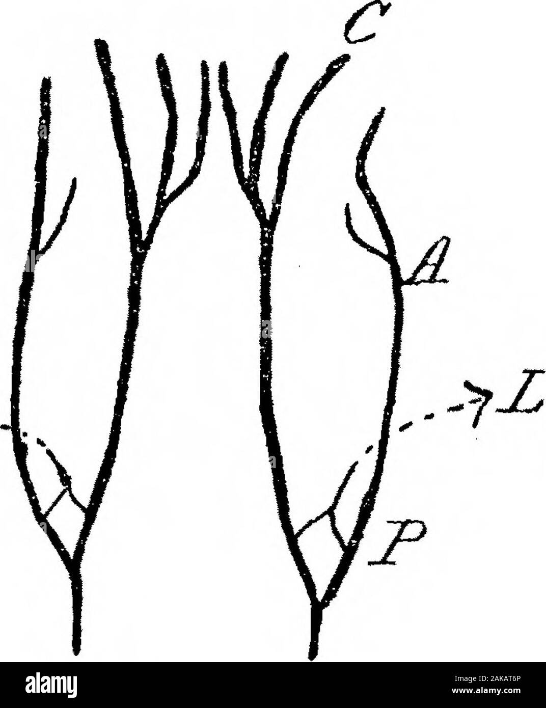 The Anatomy and Morphology of the Leaves and Inflorescences of ...