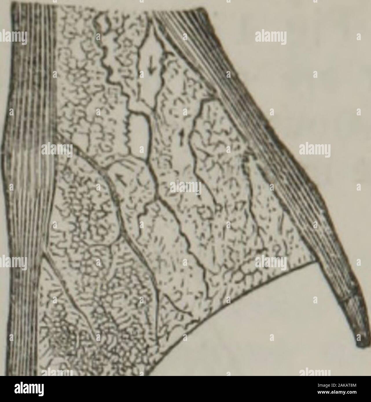 Elements of pathological anatomy . Fig. 4 Stock Photo - Alamy