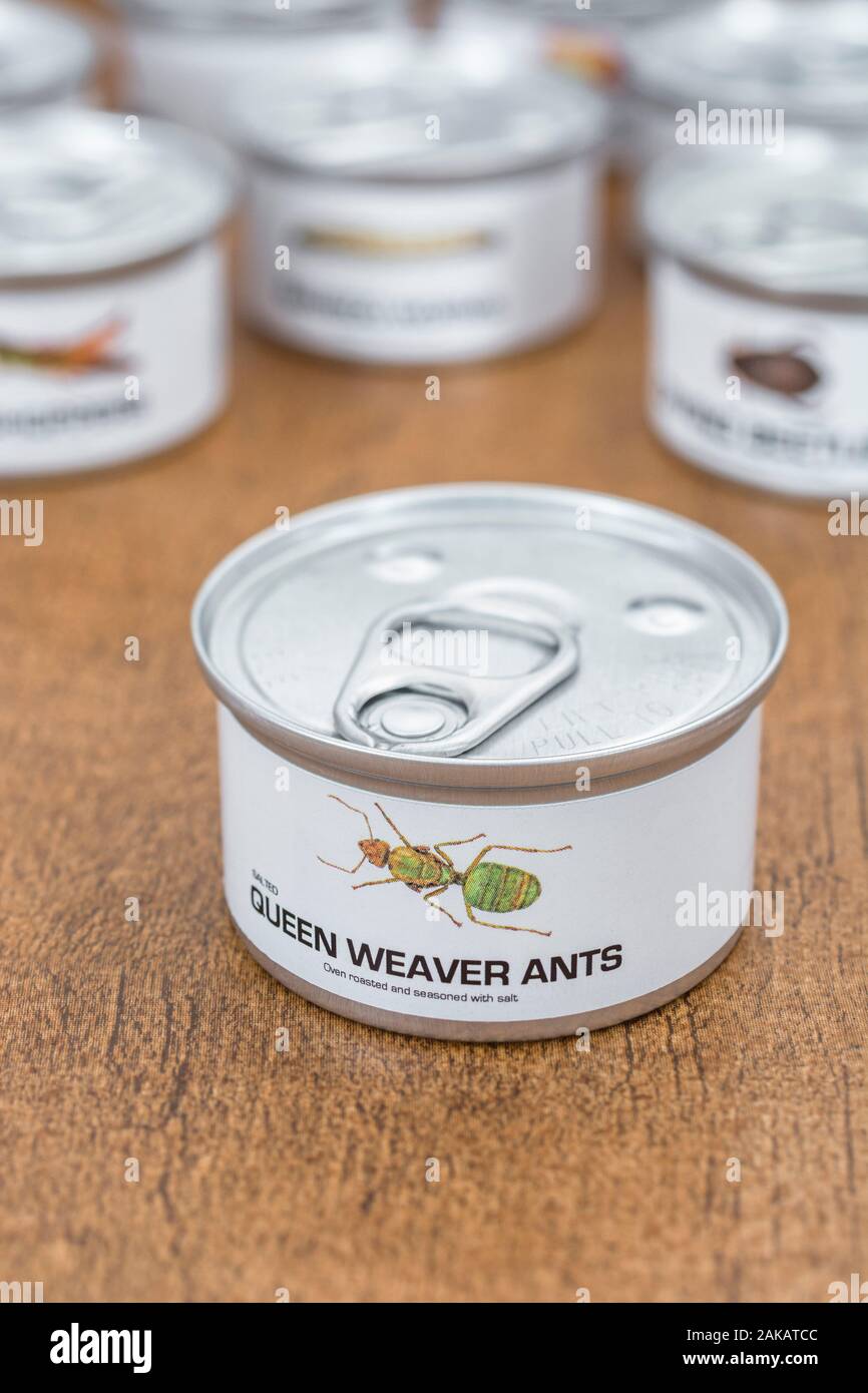 Tin of edible insects / novelty food - Weaver Ants / Oecophylla ...