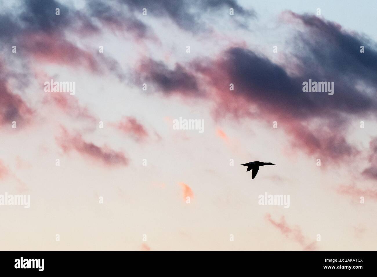 Flying Bird Silhouette Tumblr