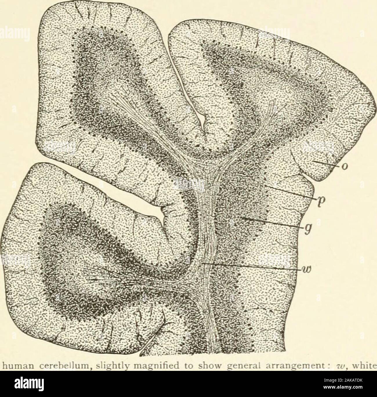 Cerebral cortex nerve cells hi-res stock photography and images - Alamy