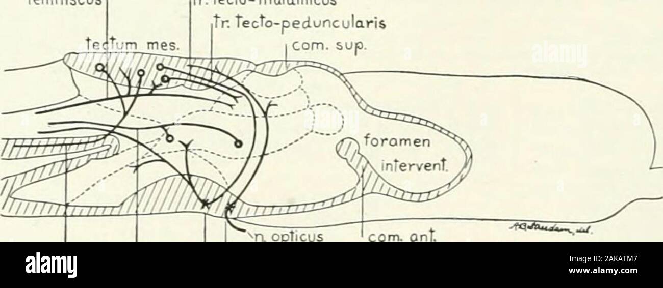 Medial section of brain hi-res stock photography and images - Alamy