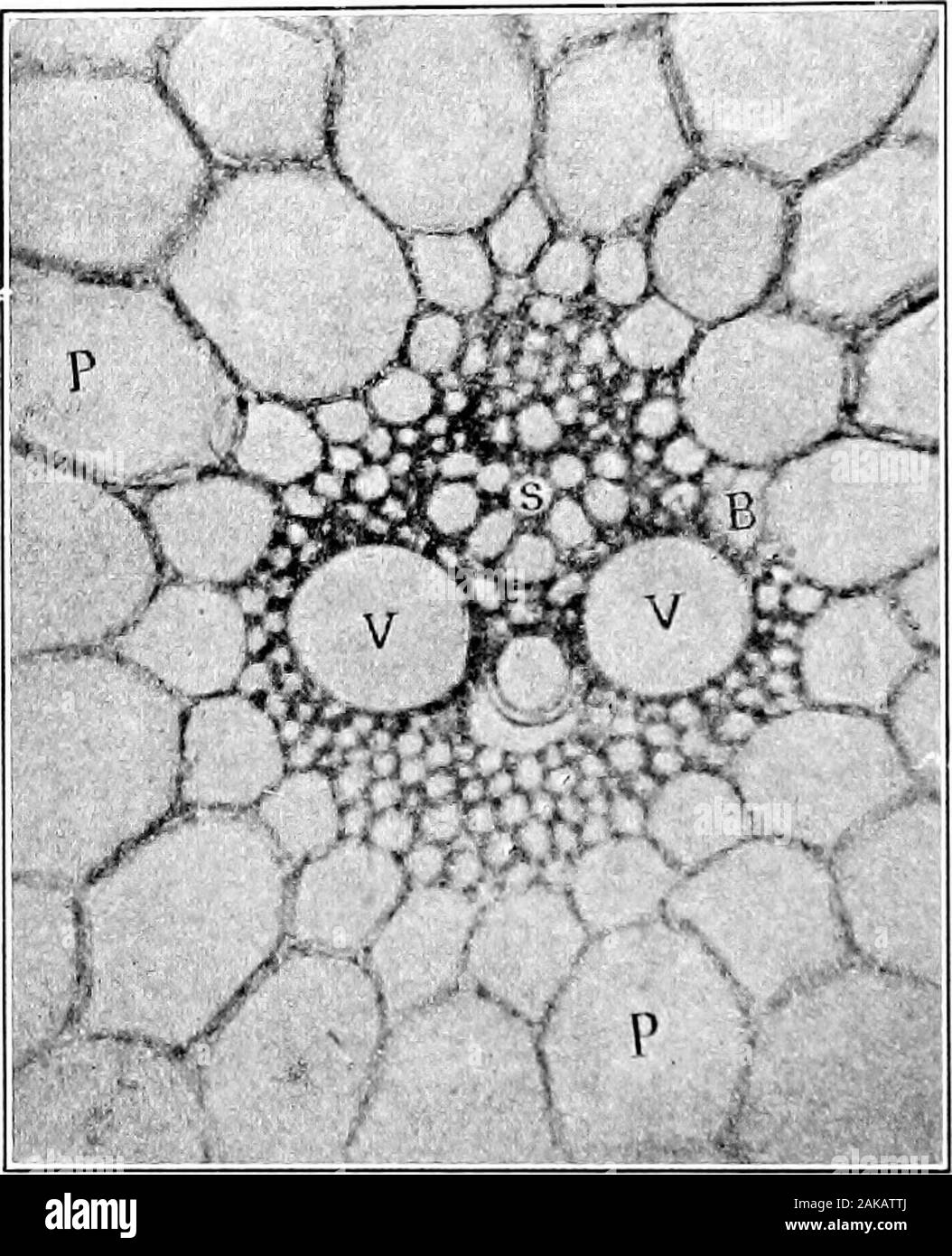 White sugar tubes Black and White Stock Photos & Images - Alamy