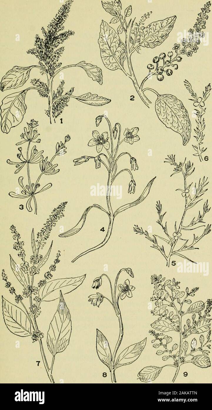 An illustrated guide to the flowering plants of the middle Atlantic and ...