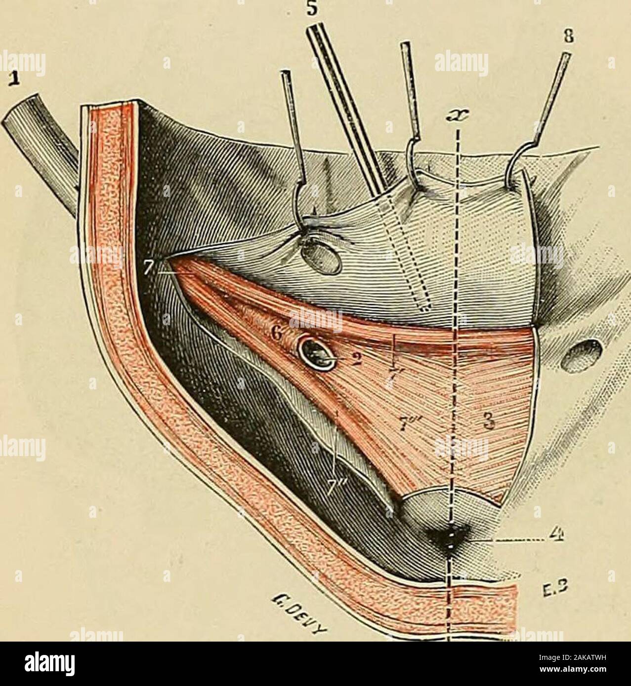 Anatomie de l'enfant hi-res stock photography and images - Alamy
