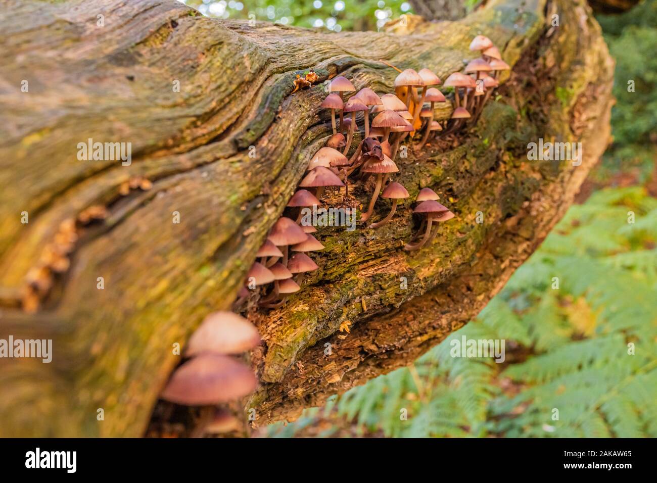 Colour photograph of standing rotting dead tree trunk with large ...