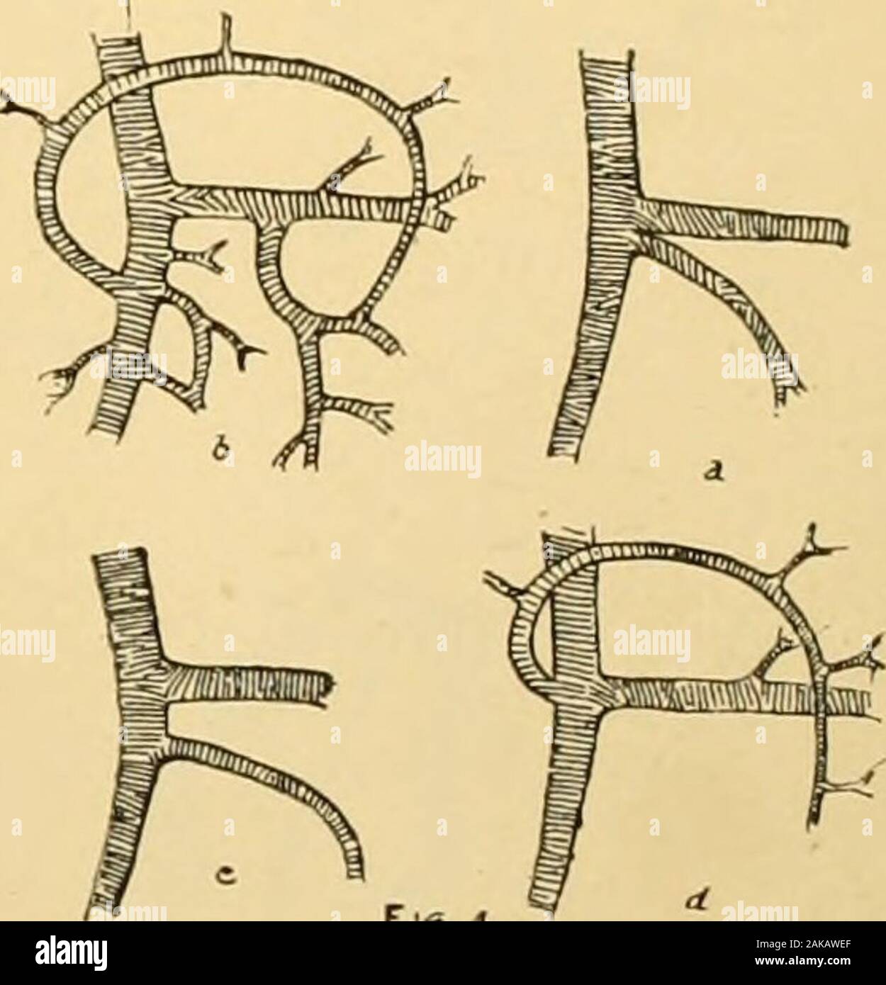 The anatomy of the intestinal canal and peritoneum in man Stock Photo ...