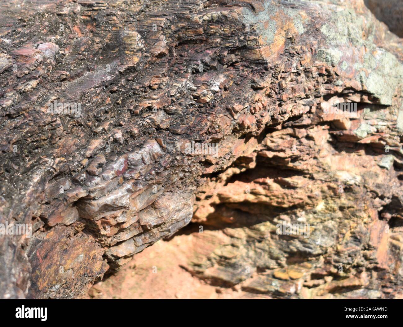 Petrified Wood, trunk of a tree turned into stone like fossil showing ...
