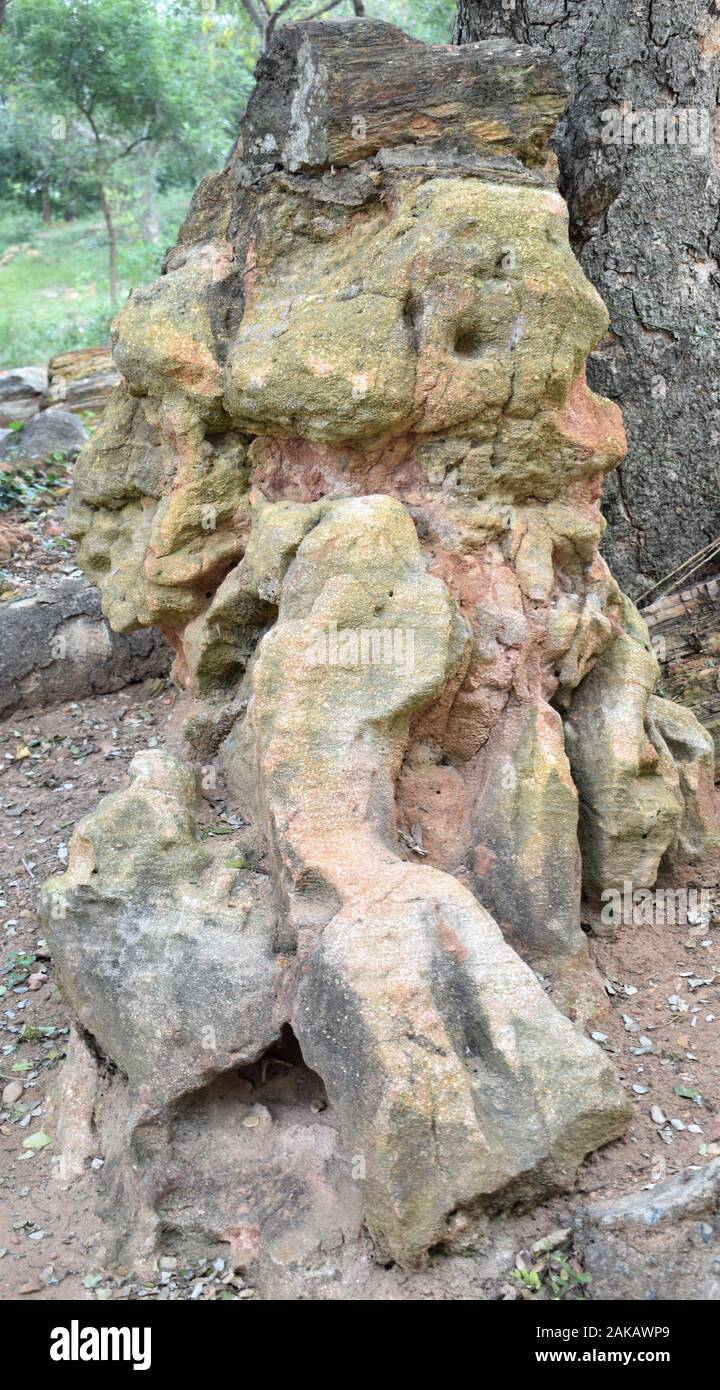 Petrified Wood, trunk of a tree turned into stone like fossil showing ...