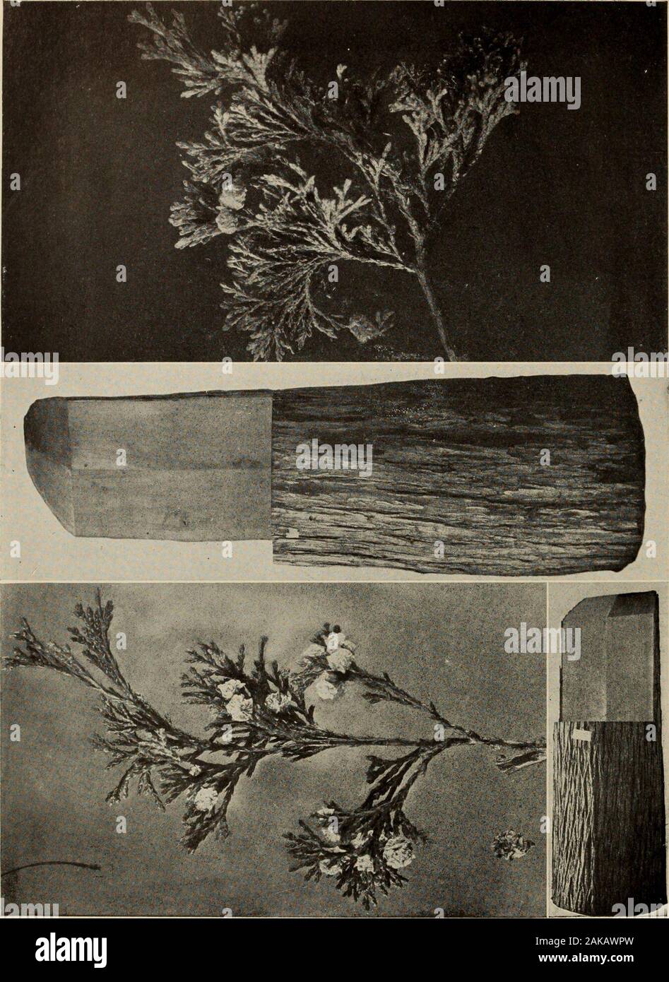 Cupressus macrocarpa hedge hi-res stock photography and images - Alamy