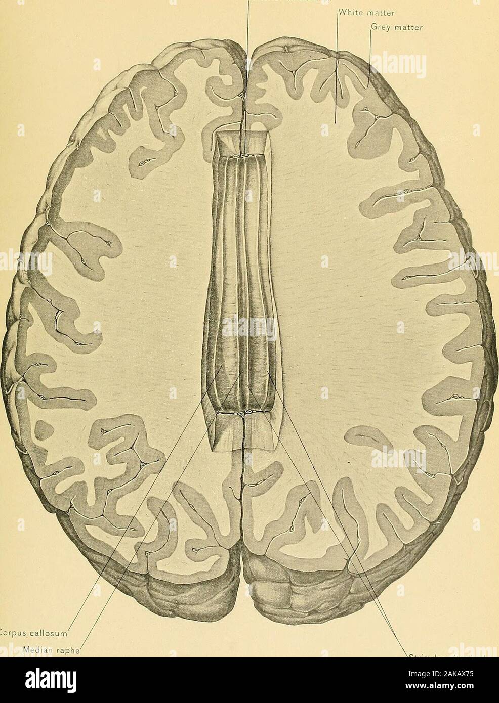 Surgical anatomy : a treatise on human anatomy in its application to ...