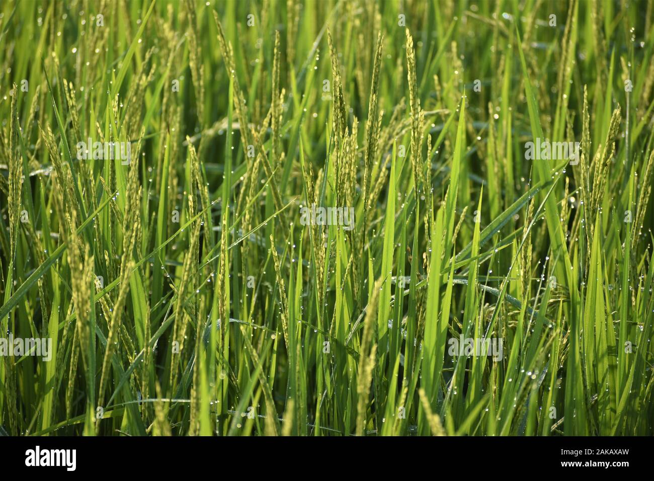 Close up of bright green paddy plant with dew drops Stock Photo - Alamy