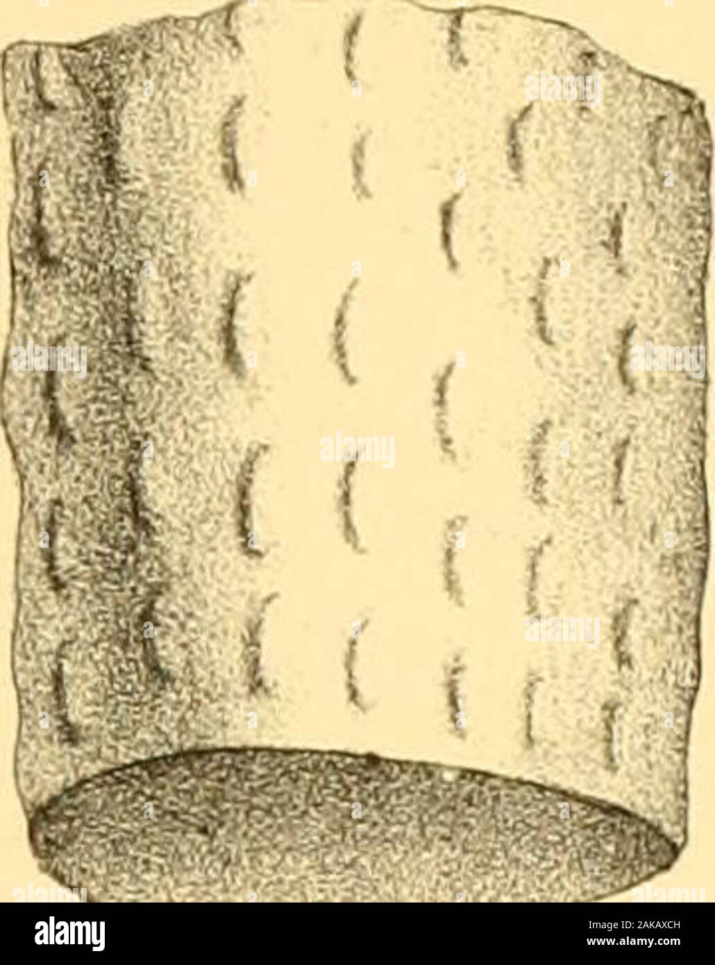 On the structure and affinities of the genus Monticulipora and its sub ...