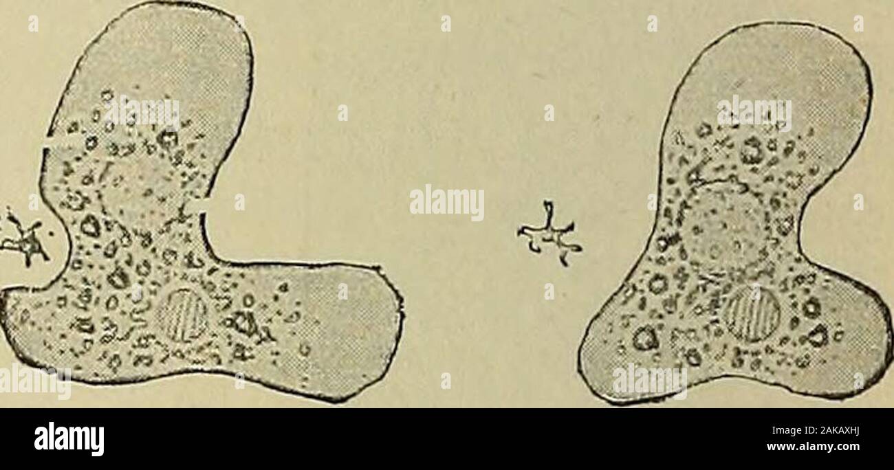 Excretion In Amoeba