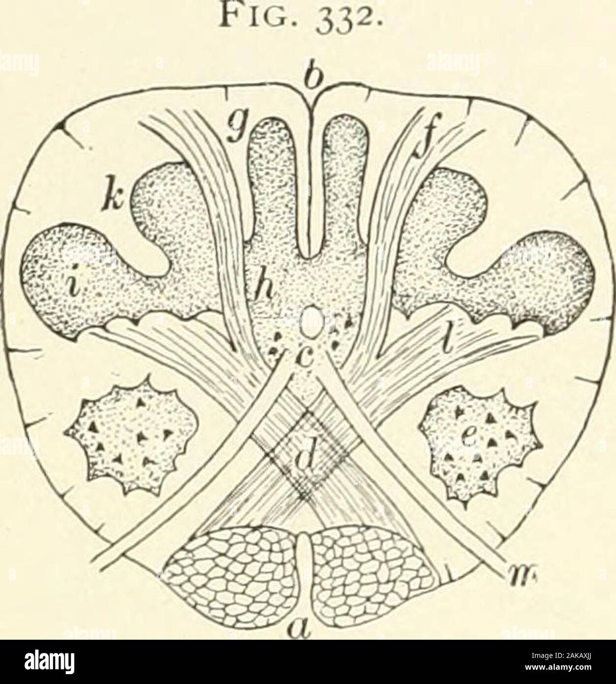 Posterior horn hi-res stock photography and images - Alamy