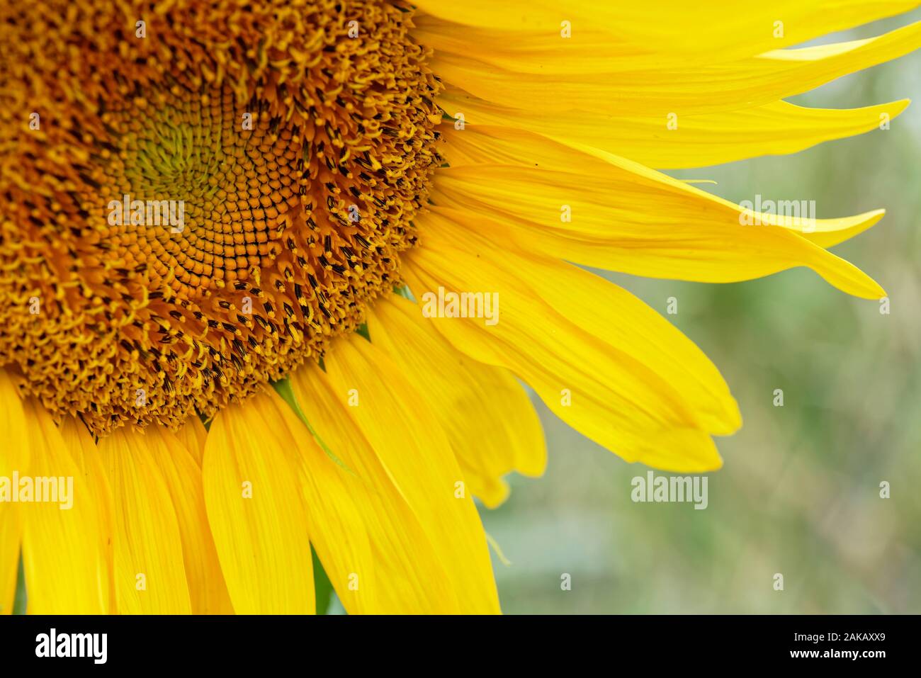 Planta de girasol hi-res stock photography and images - Alamy