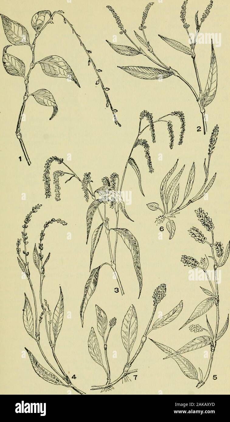 Oblong lance shaped leaves hi-res stock photography and images - Alamy