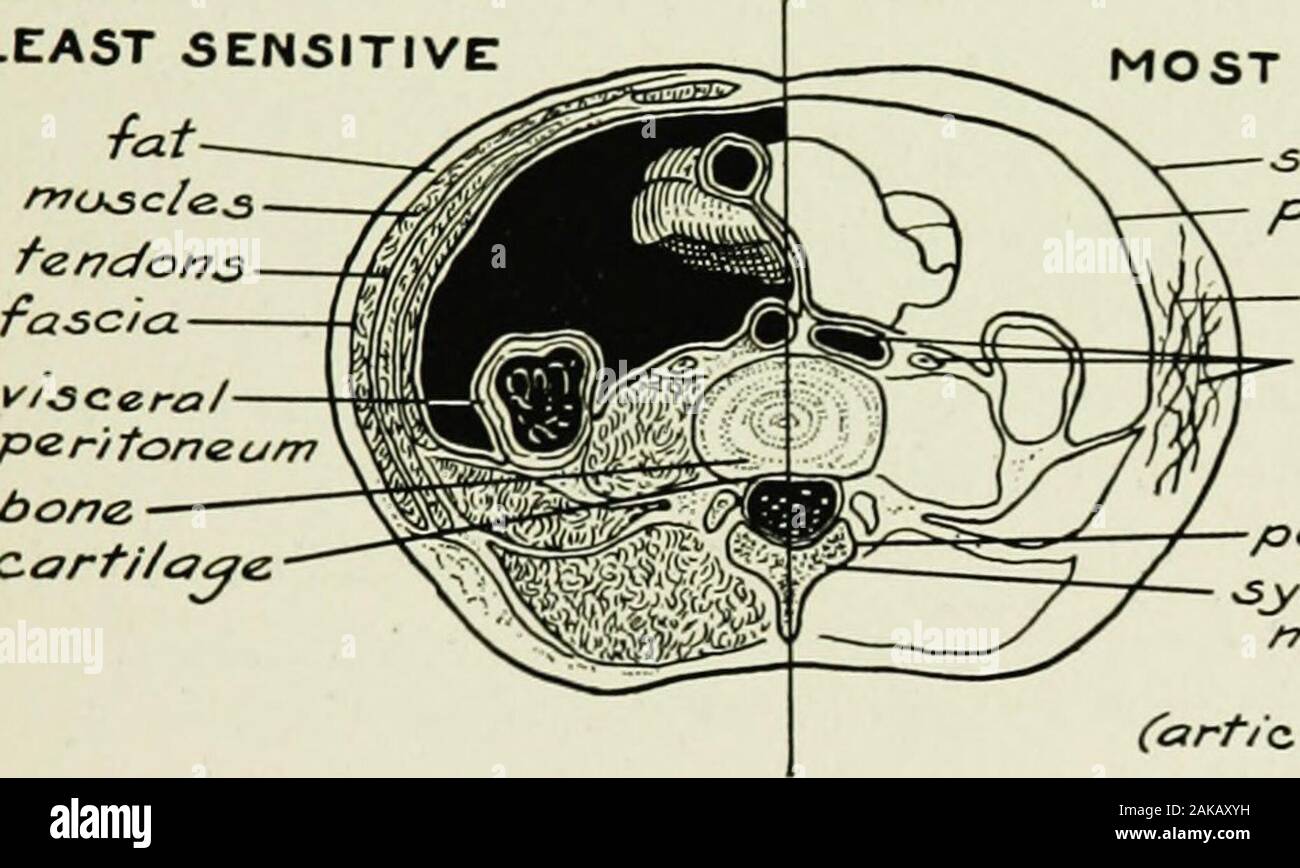 Parietal peritoneum hi-res stock photography and images - Alamy