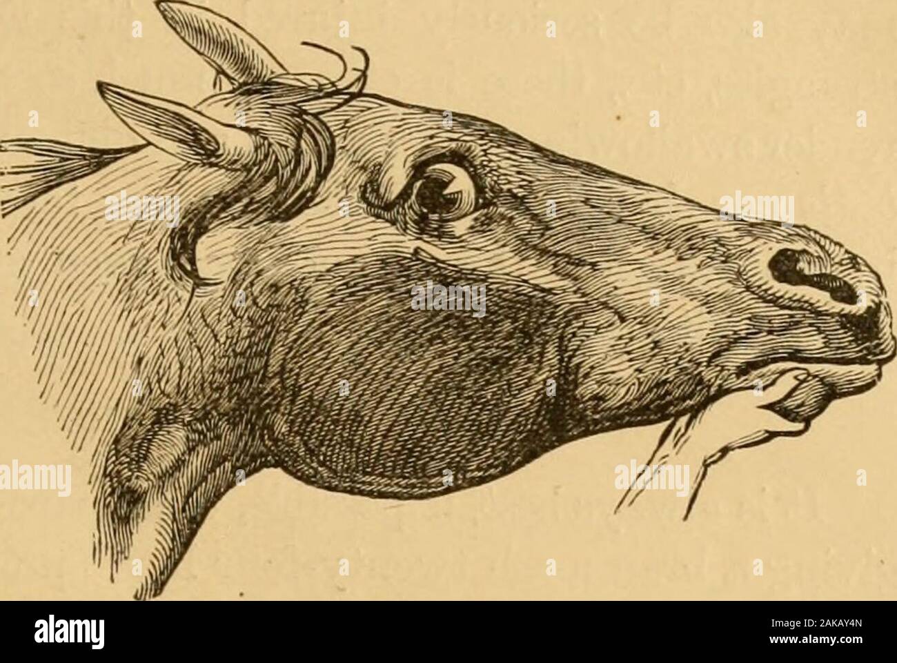 Pharynx horse hi-res stock photography and images - Alamy
