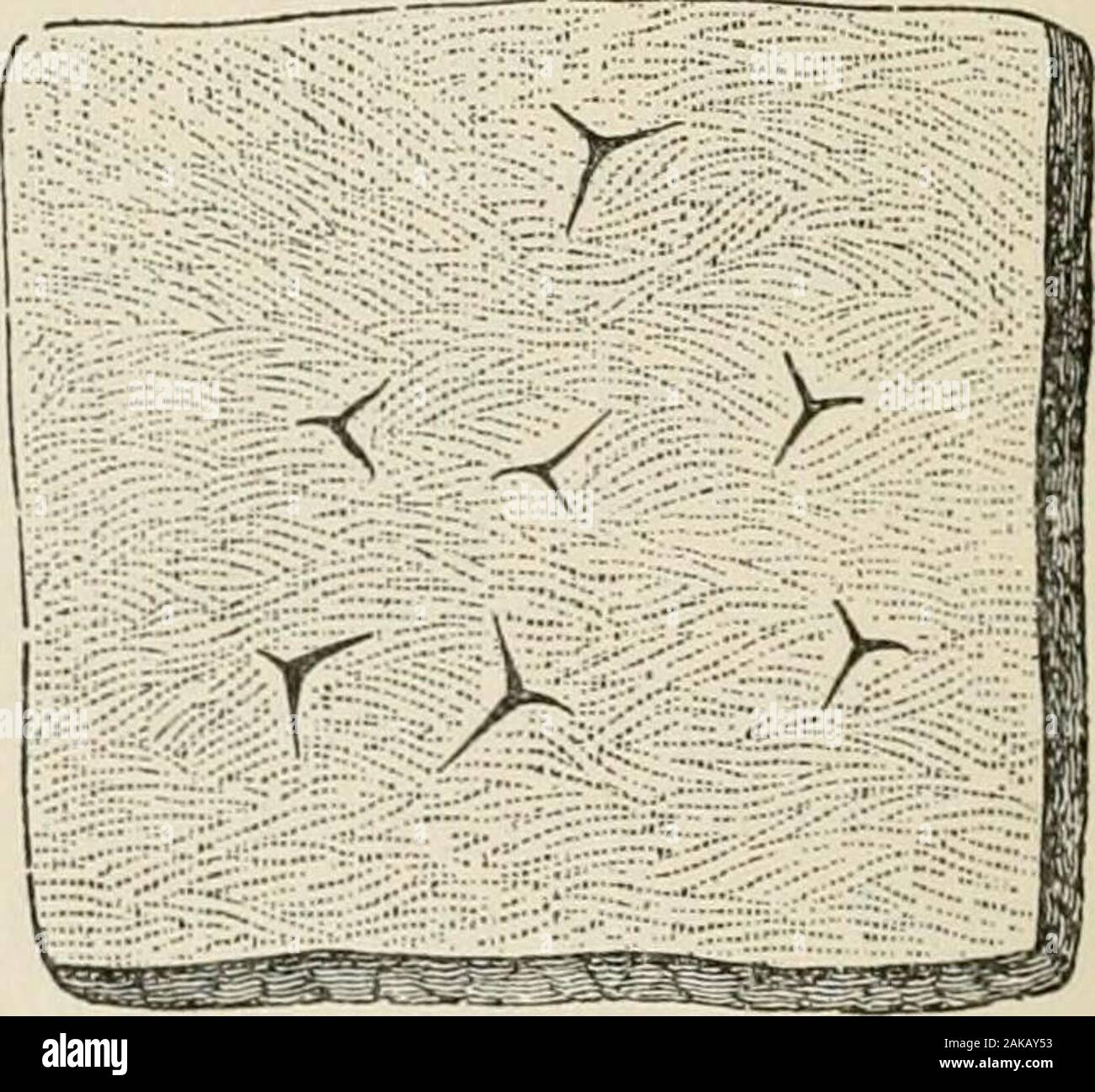 Medical jurisprudence, forensic medicine and toxicology . Fig. 5.-Nine ...