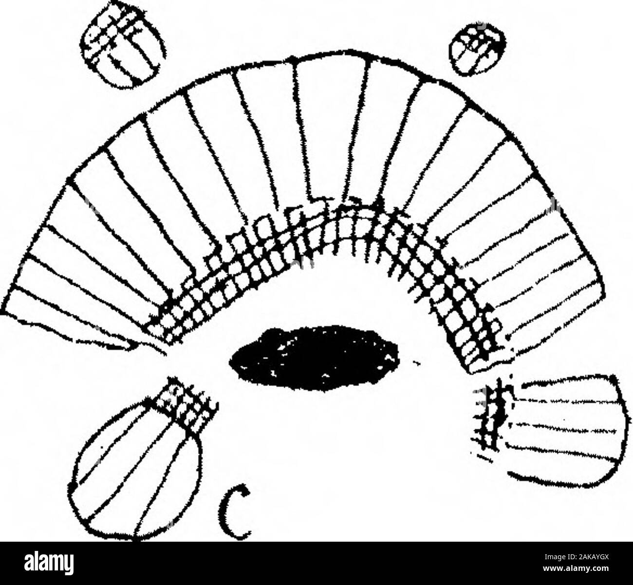The Anatomy and Morphology of the Leaves and Inflorescences of ...