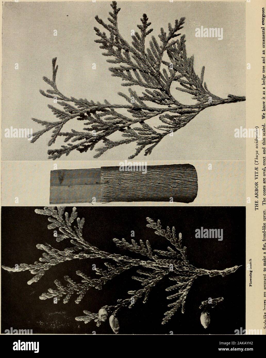 Cultivation of spruces hi-res stock photography and images - Alamy