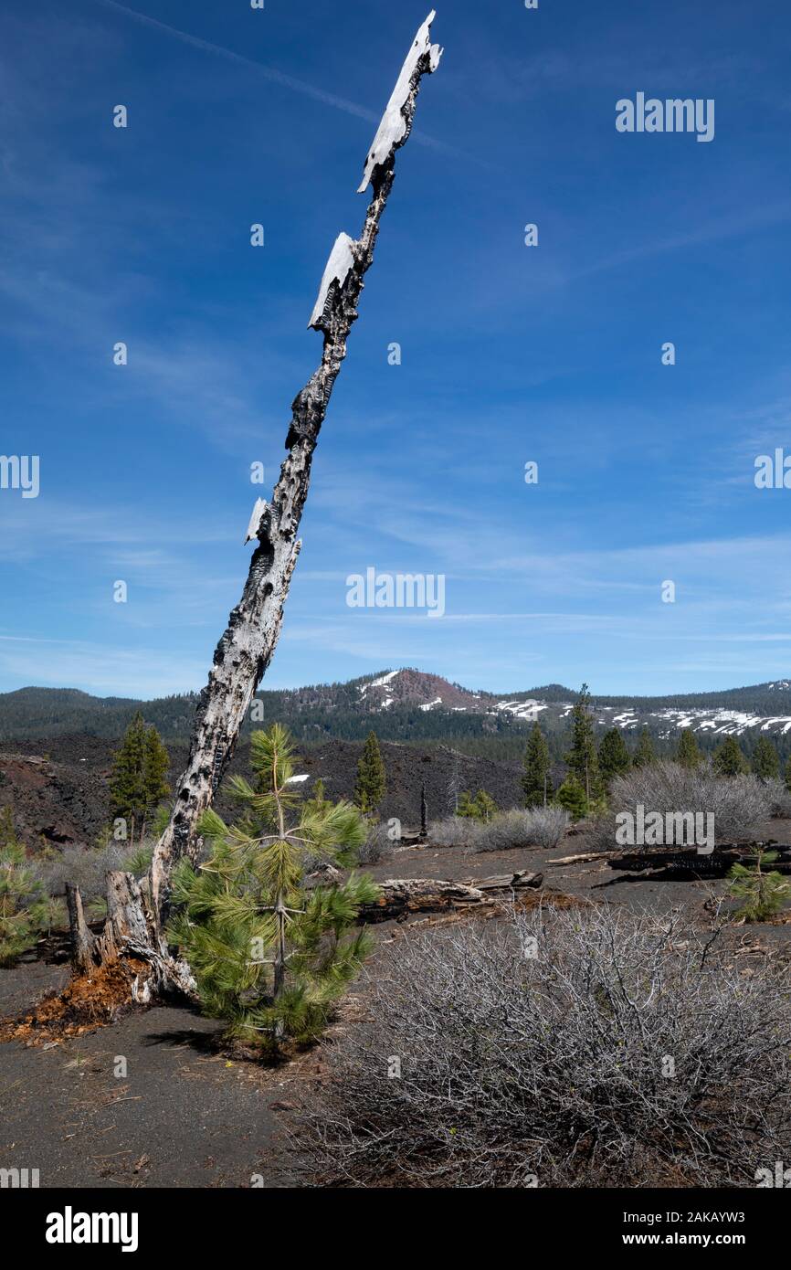 The leaning tree trunk hi-res stock photography and images - Alamy