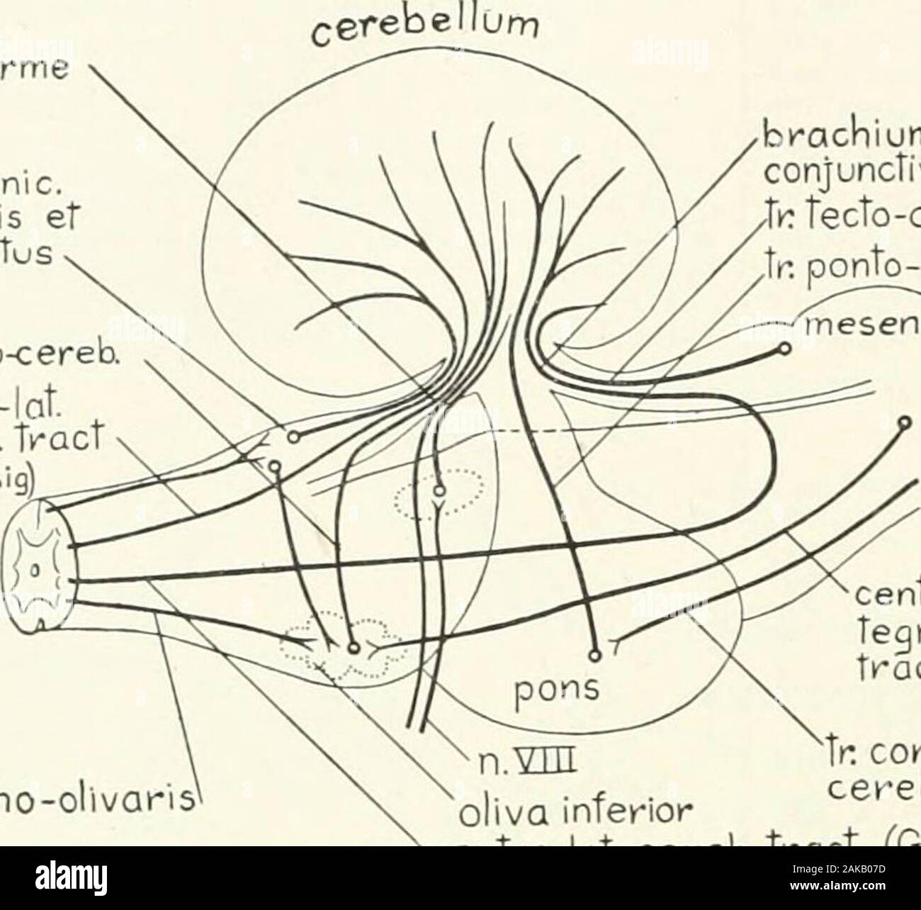 Opercular part hi-res stock photography and images - Alamy