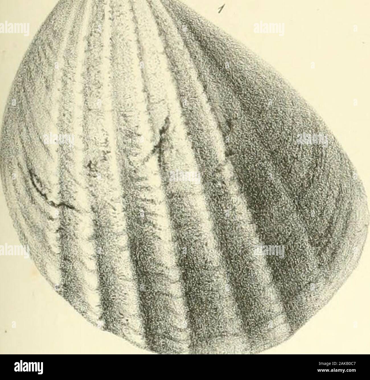 A monograph of the Mollusca from the Great Oolite chiefly from ...