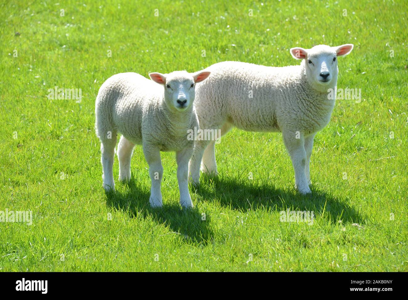 Sheep breed good for mutton and wool hi-res stock photography and ...