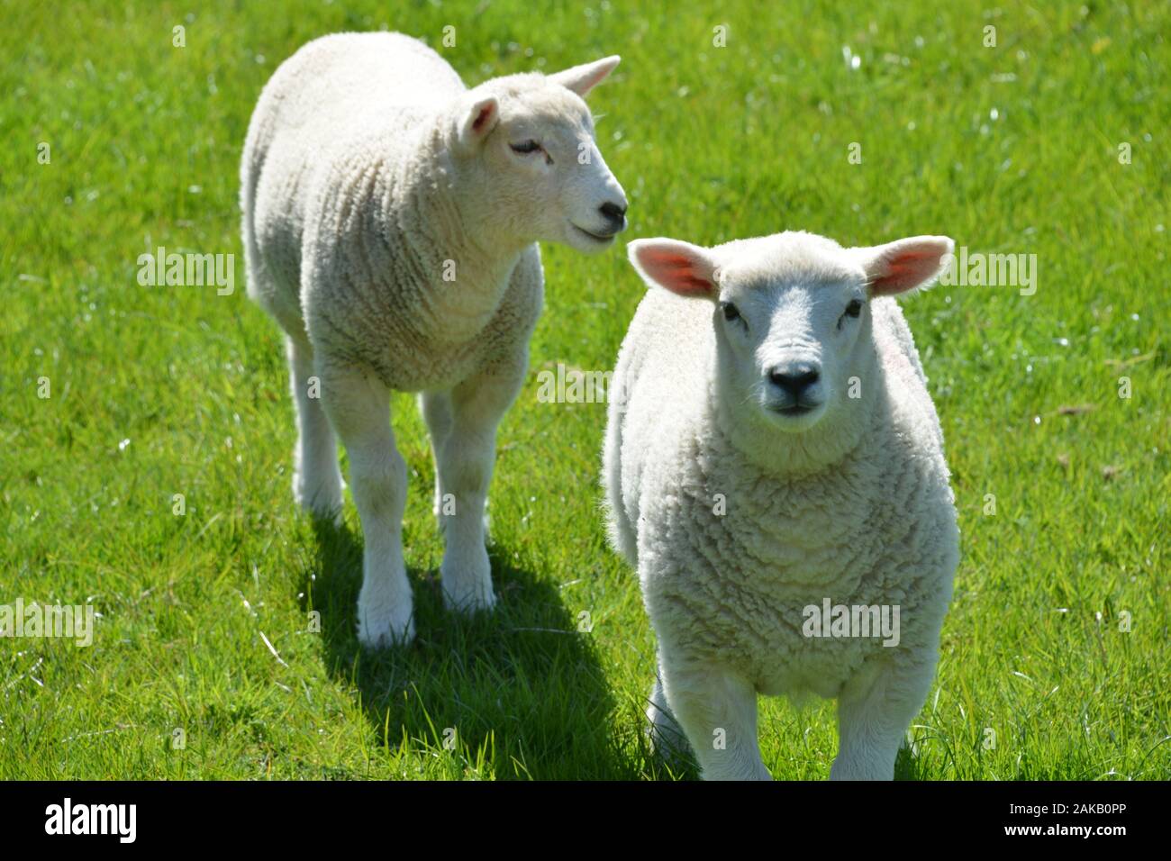 Welsh mountain lamb hi-res stock photography and images - Alamy