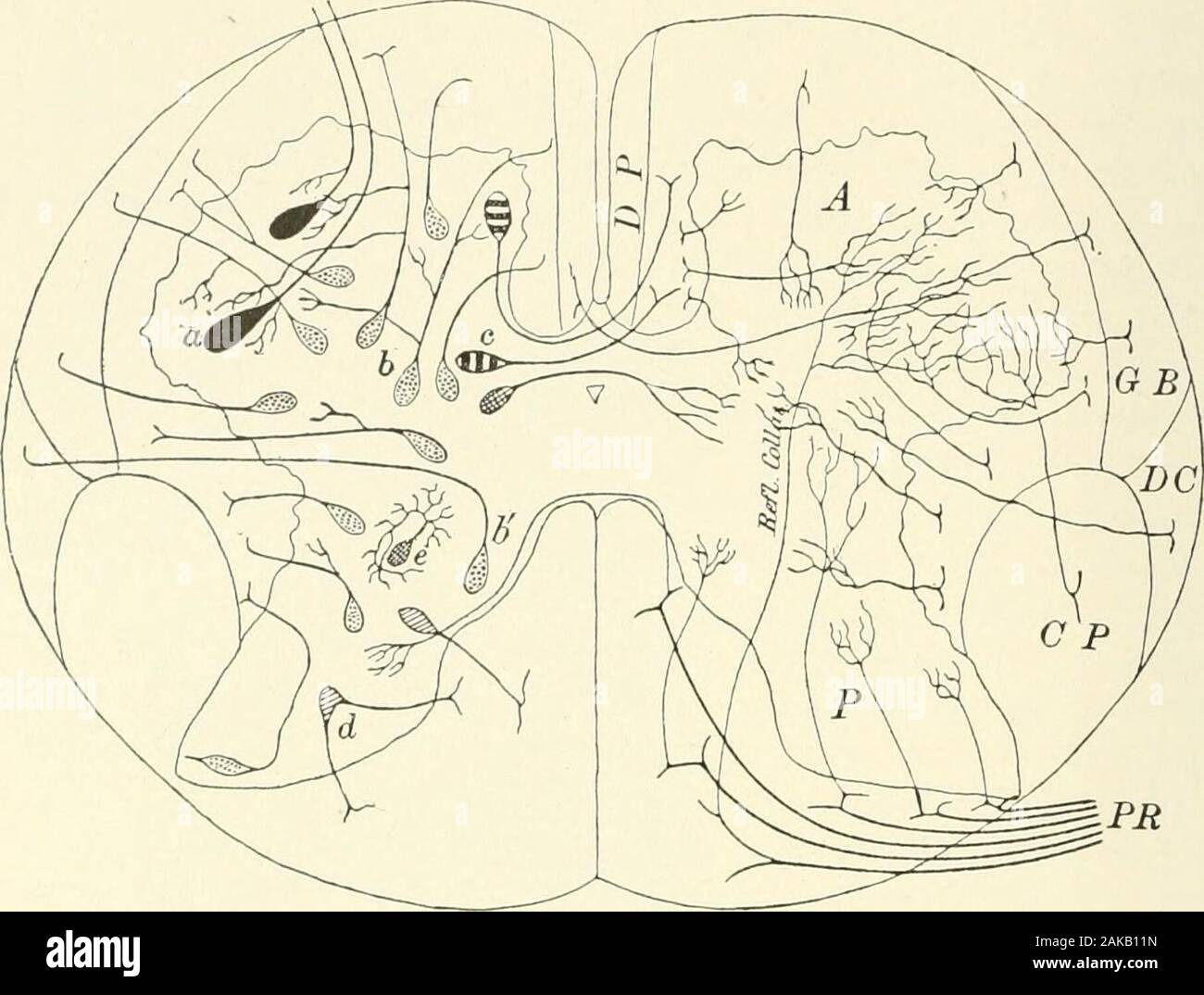 Textbook of normal histology: including an account of the development ...
