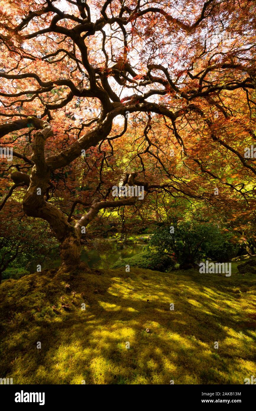 Portland japanese garden hi-res stock photography and images - Alamy