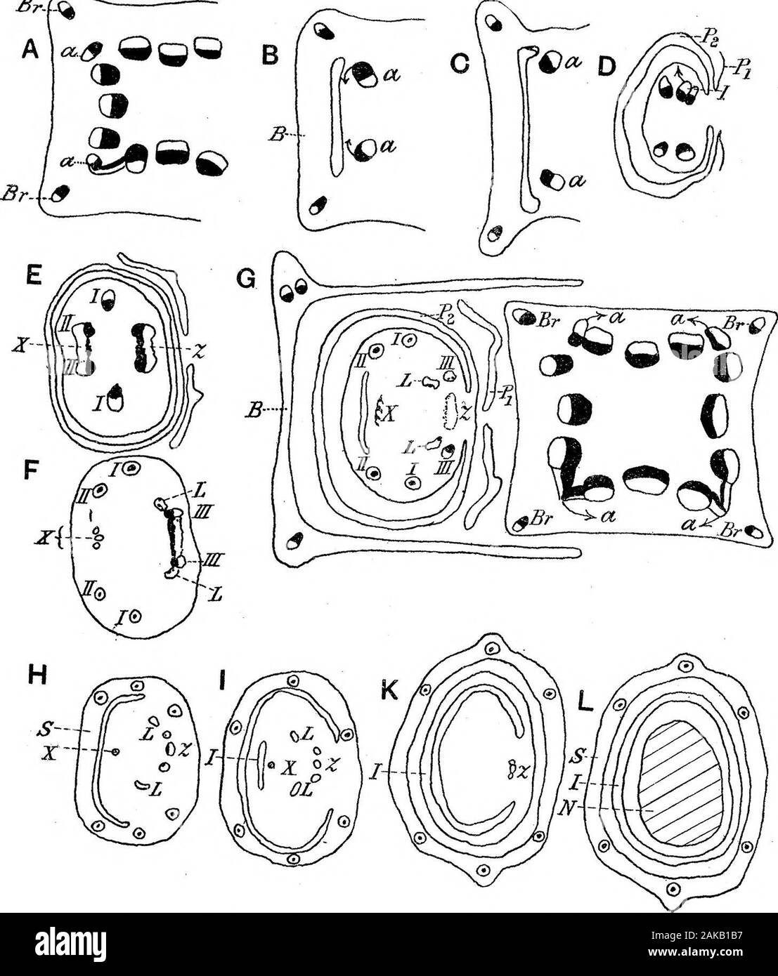 Welwitschia mirabilis Black and White Stock Photos & Images - Alamy