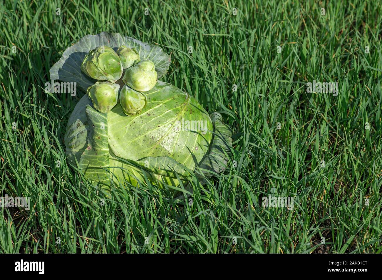 Conjoined small heads of white cabbage close-up lie on a large cabbage ...