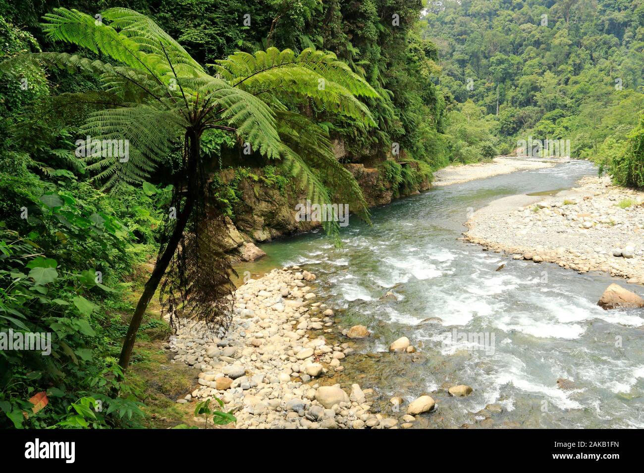 Sumatra forest hi-res stock photography and images - Alamy