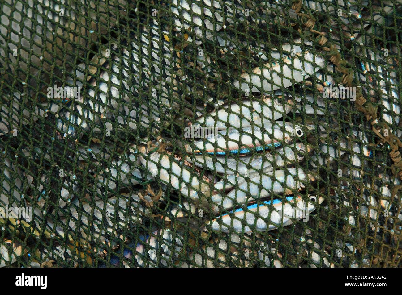 Dead fishing hi-res stock photography and images - Alamy